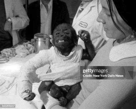 Pattycake Gorilla Photos And Premium High Res Pictures Getty Images