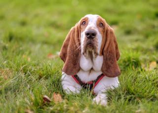 15 Dog Breeds With Eyebrow Markings With Pictures