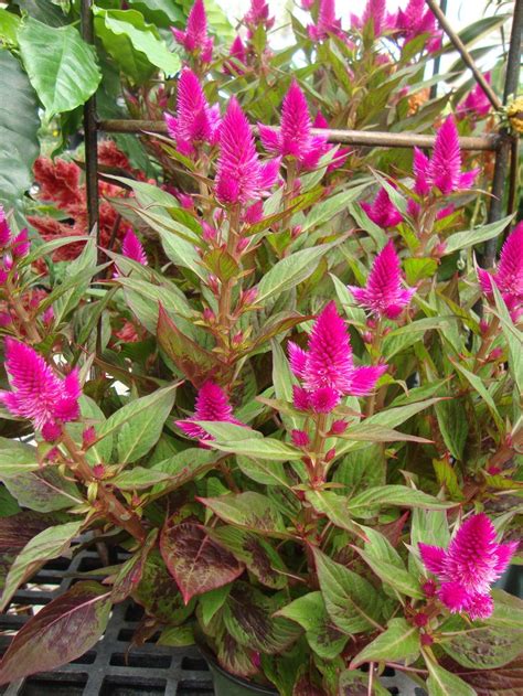 Photo Of The Entire Plant Of Celosia Argentea Intenz™ Classic Posted By