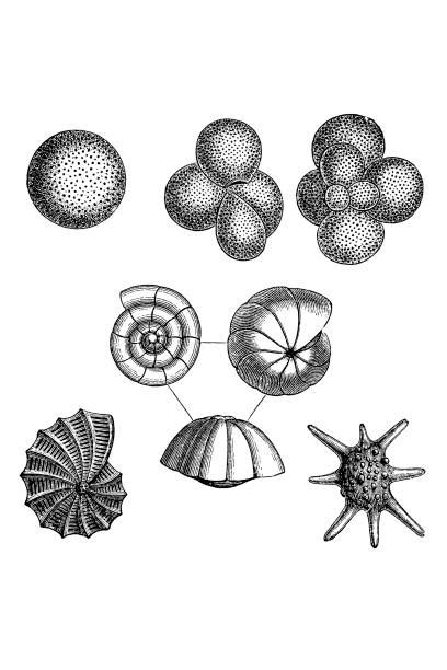 Foraminifera Illustrations Royalty Free Vector Graphics And Clip Art