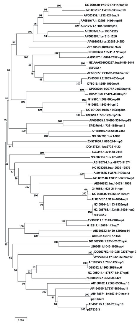 Phylogenetic Analysis Of Rep Genes Of Enterococcus Faecium Ef332 Download Scientific Diagram