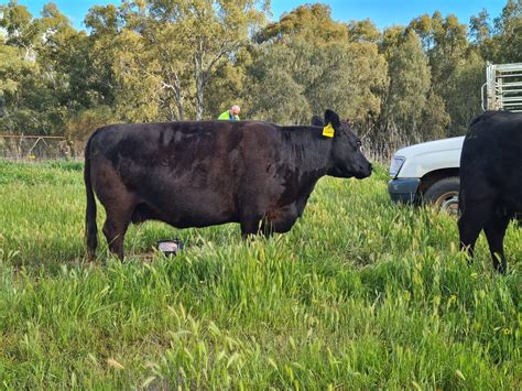Australian Lowline Cattle And Genetics For Sale Alca