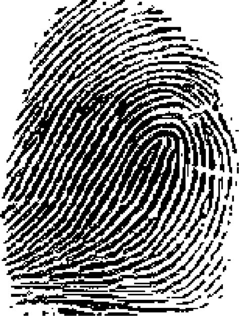 Orientation Field Of A Typical Fingerprint Image Download Scientific Diagram