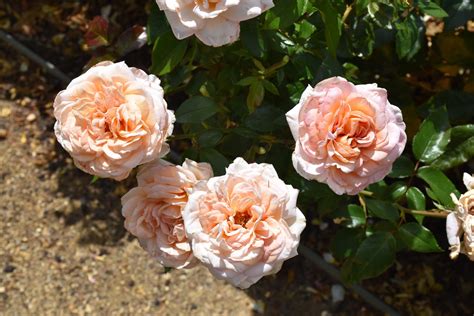 Spicy Parfuma Buy This Rose Online Knights Roses Australia