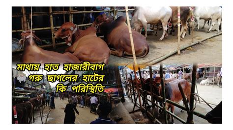 মাথায় হাত হাজারীবাগ🐃গরু ছাগলের হাটের কি পরিস্থিতি Live Youtube