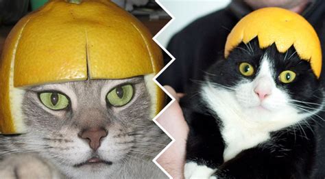 23 Смешни фотографии од мачки со капчиња од јужно овошје Навалица