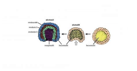 Endoderm Parts And Development In Gestation
