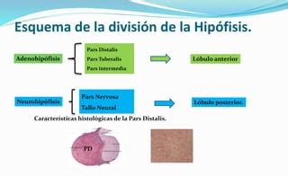 Adhenohipofisis Neurohipofisispptx