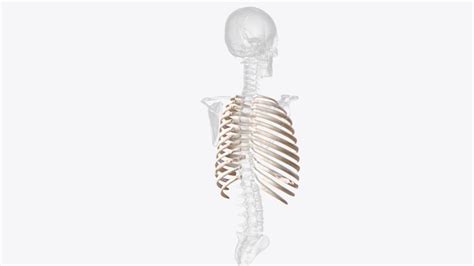 Premium Photo The Rib Cage Consists Of 24 Ribs Which Are Attached To A Long Flat Bone In The