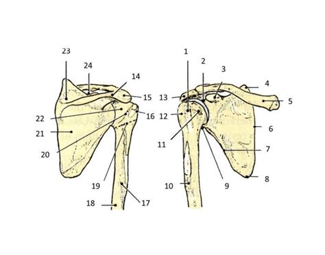 Scapular Region Skeleton Quiz