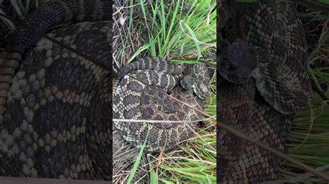 Rattlesnakes Mating YouTube