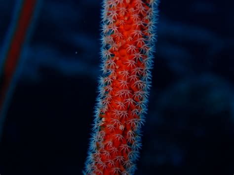Rote Meerpeitsche Junceella Juncea