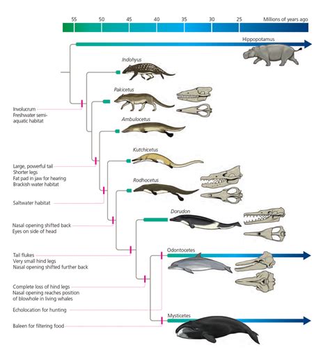 Importance Significance To Evolution Ambulocetus A Transitional Fossil