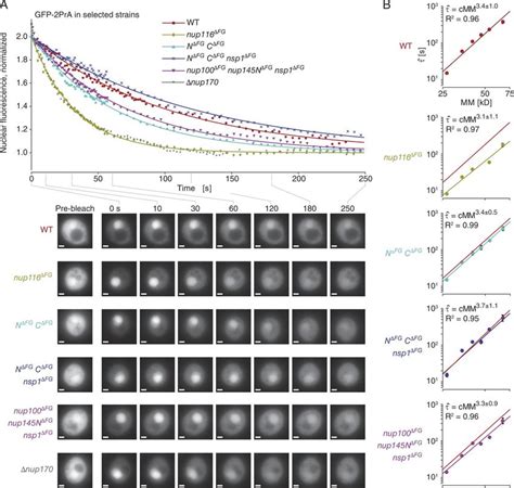 Size Dependent Permeability In Four Fg Deletion Strains A An Example