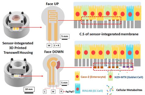 Schematic Of The 3d Printed Device With Multimodal Electrochemical Download Scientific Diagram