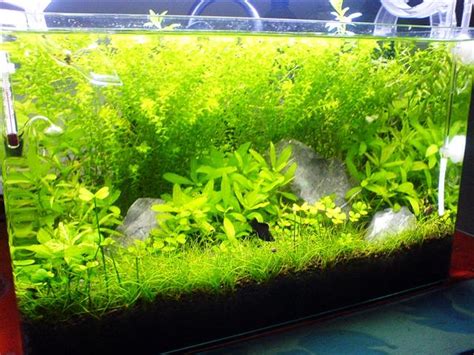 แฮร์กลาสมินิ