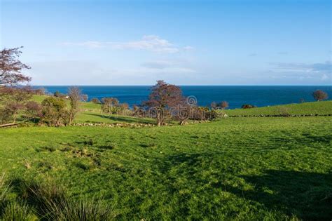 Green Grassy Fields And Pastures Above The Sea Along Northern Ireland
