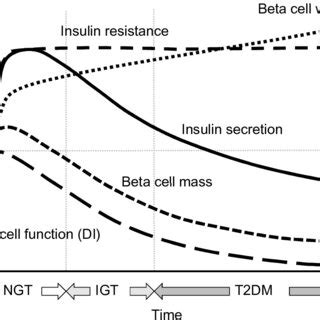 PDF Importance Of Beta Cell Function For The Treatment Of Type 2 Diabetes