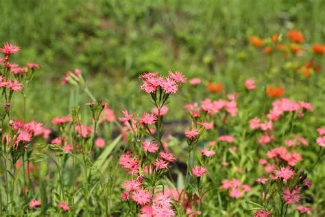 한국의 멸종위기 식물 마추기 아이오