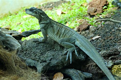 100 Free Sailfin Tang And Tang Dynasty Images Pixabay