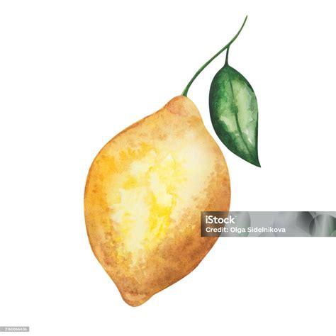 수채화 레몬 그림입니다 녹색 잎과 함께 가지에 매달려있는 손으로 그린 노란색 레몬 레몬 나무 식물 감귤류 과일 익지 않은 익은 음식 감귤류 과일에 대한 스톡 벡터 아트 및