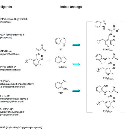 Summary Of Substrates And Substrate Analogues Download Scientific Diagram