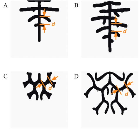 Four Different Lung Branching Patterns In Simulation A Zygomorphic