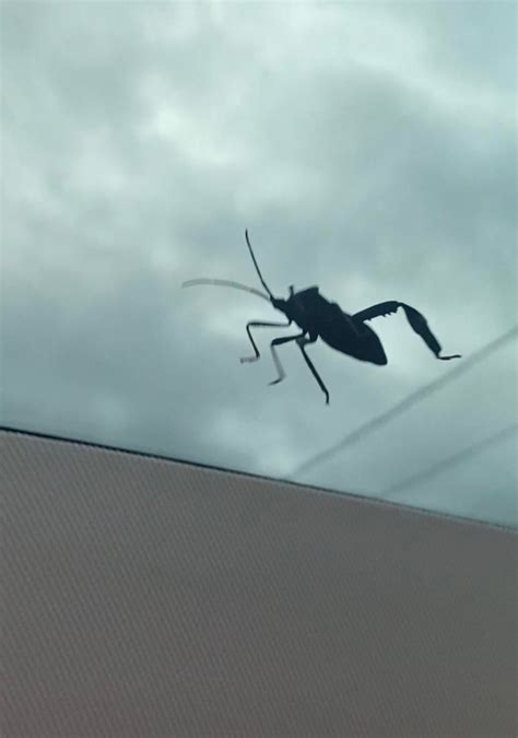 What Is This Tiny Brown Bug Found On My Pillow R Whatisthisbug