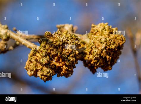 Common Forsythia Forsythia X Intermedia Forsythia Intermedia With