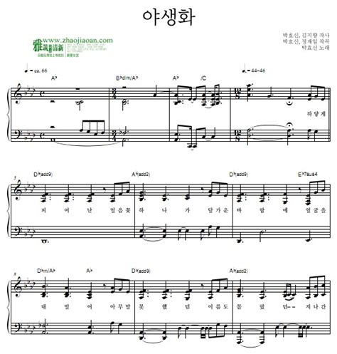朴孝信 野生花钢琴谱
