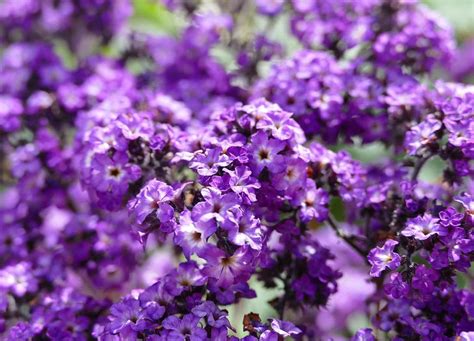 62 Types Of Purple Flowers With Pictures Flower Glossary