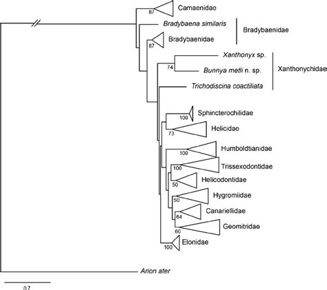 Phylogenetic Tree Inferred Using The Maximum Likelihood Method Using