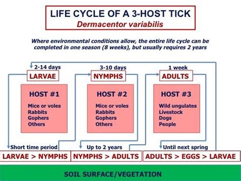 Dermacentor Variabilis Anatomy