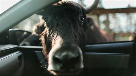Woman Gets More Than She Bargained For With Friendly Cow