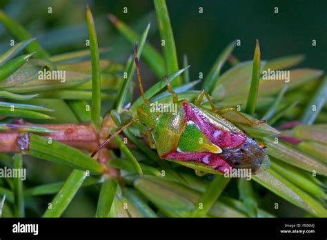 Juniper Shield Bug Cyphostethus Tristriatus Sitting On Juniper