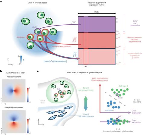 Association For Single Cell Analysis Asca On Linkedin Banksy Unifies Cell Typing And Tissue