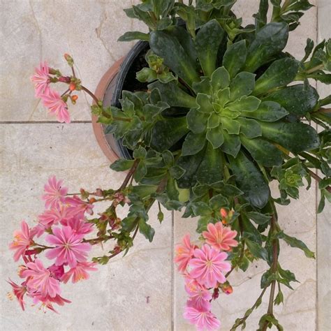 Sakura ყვავილების მაღაზია Tbilisi