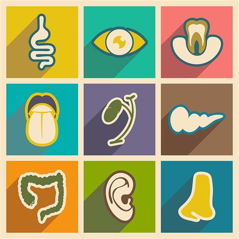 평면 스타일 벡터에 조립 내부 장기의 아이콘 Eps Ai Uidownload