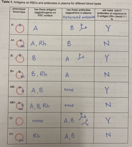 BIOL Lab 7 LYMPHATIC SYSTEM Flashcards Quizlet BIOL Lab 7 LYMPHATIC SYSTEM Flashcards Quizlet