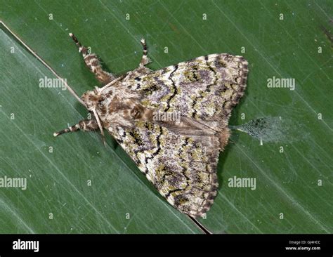 Prominent Moth Fotos Und Bildmaterial In Hoher Auflösung Alamy