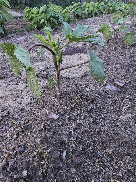 Smaller Than Expected Plants Rvegetablegardening