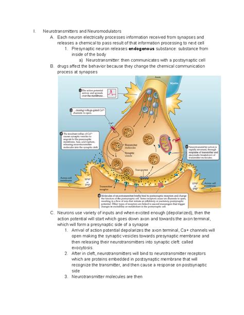 Neurotransmitters And Neuromodulators I Neurotransmitters And Neuromodulators A Each Neuron