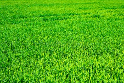 Green Grass Texture Field Stock Image Image Of Green 263222069