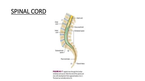 Anatomy Of Spinal Cord And Vertebral Coloumn Pptx