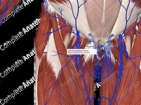 Left Pampiniform Plexus Complete Anatomy