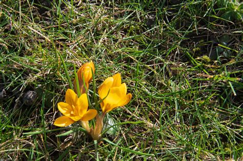 봄에 초원에 있는 크로커스 크로커스가 피는 다 올해는 이미 2 월에 개화합니다 0명에 대한 스톡 사진 및 기타 이미지 0명 3월 4월 Istock