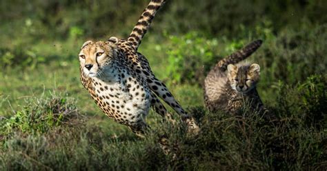 speed up rendering in angular r angular2