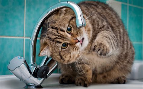 Fat Cat Faucet Wallpaper 1920x1200 12950
