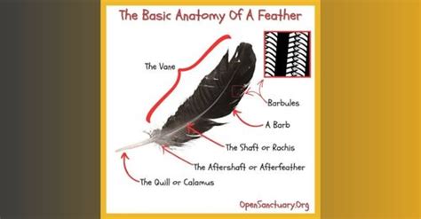 How Do Feathers Work And What Can They Tell You