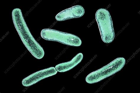 Mesophilic Bacteria